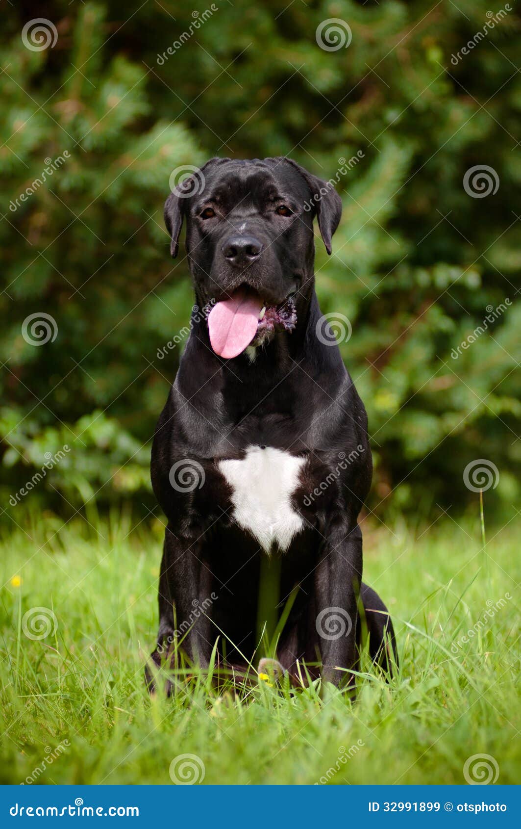 Black Cane Corso Dog Portrait Outdoors Stock Image - Image of nature ...