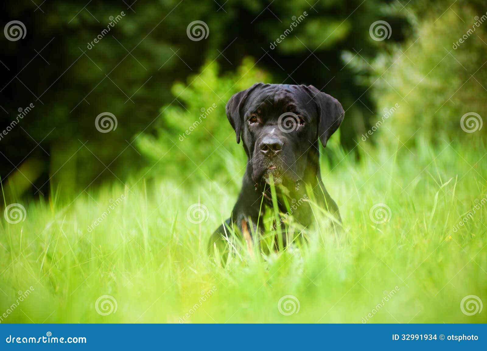Black Cane Corso Dog Portrait Outdoors Stock Photo - Image of lifestyle ...