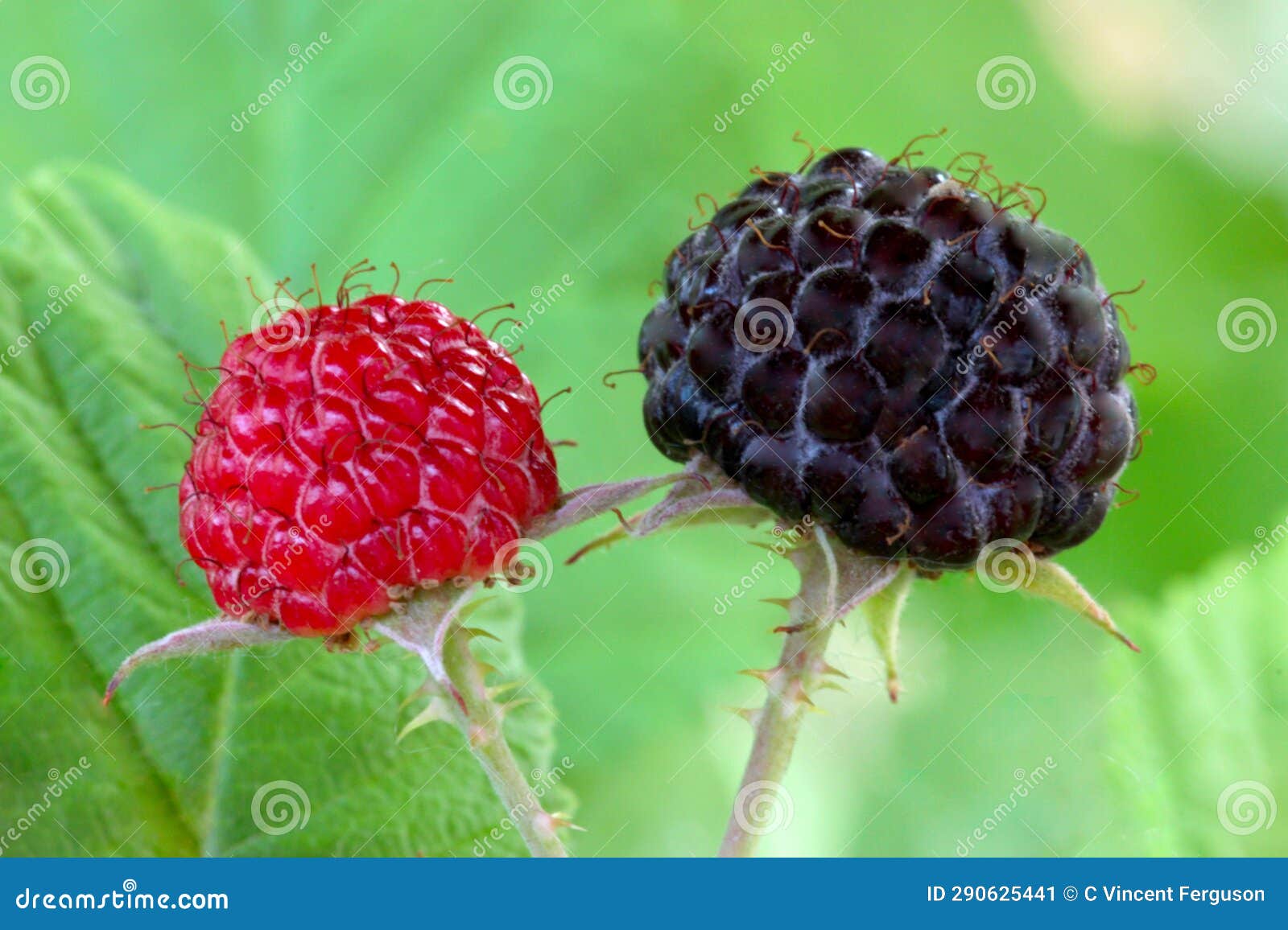 Black and Red Cap Raspberry 02 Stock Image - Image of garden, pair ...