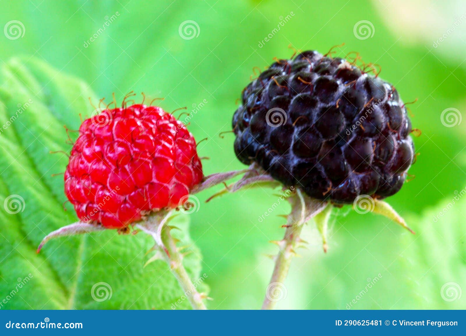 Black and Red Cap Raspberry 03 Stock Image - Image of occidentalis ...