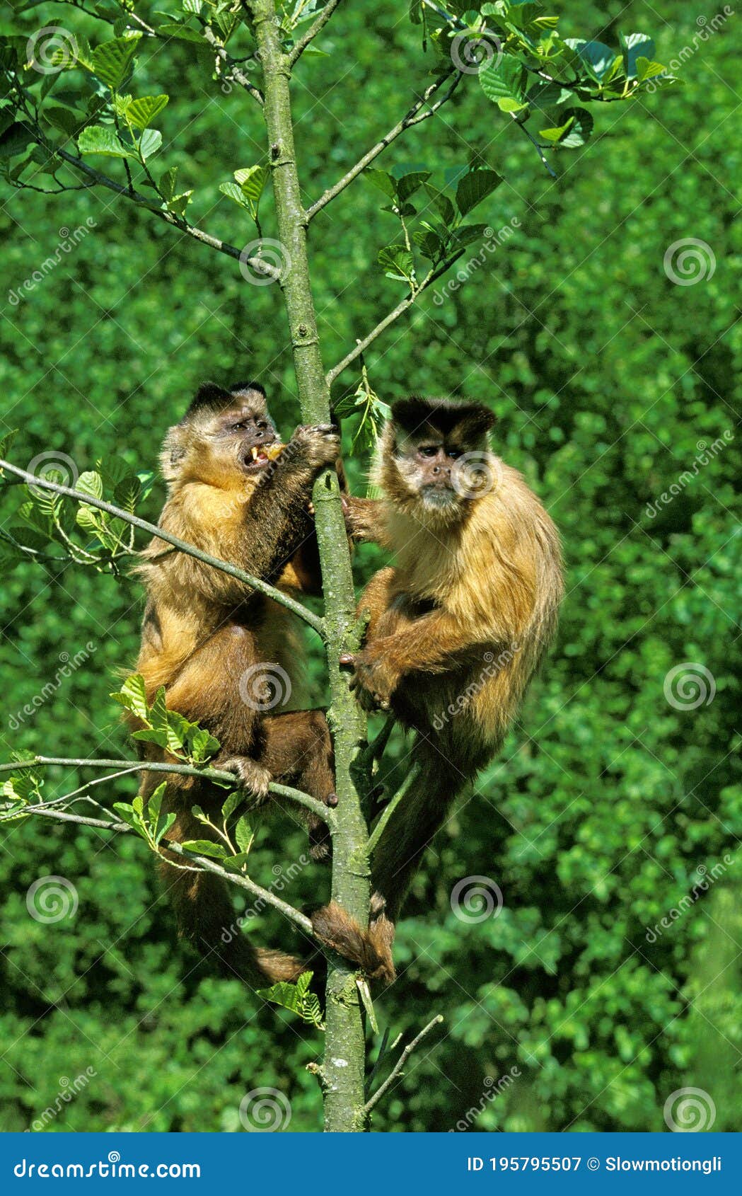 Black Capped Capuchin, Cebus Apella, Pair Hanging from Tree Trunk Stock ...