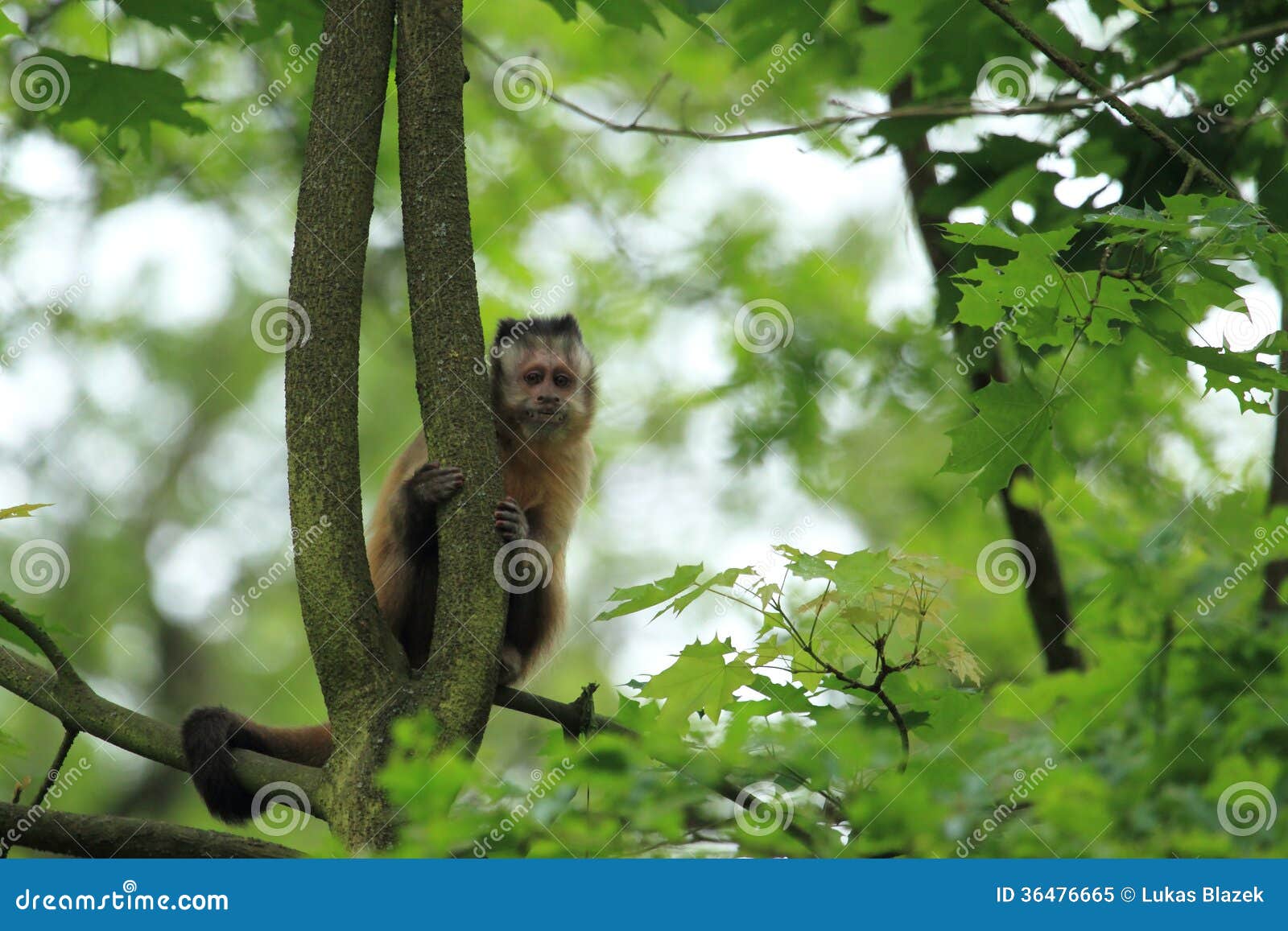 Black-capped capuchin stock image. Image of primate, adult - 36476665