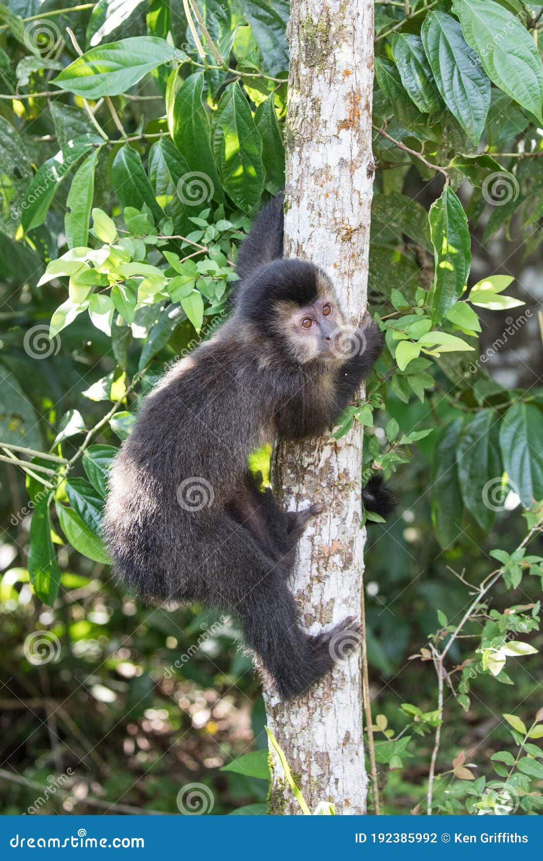Black-capped Capuchin in Tree Stock Photo - Image of blackcapped ...