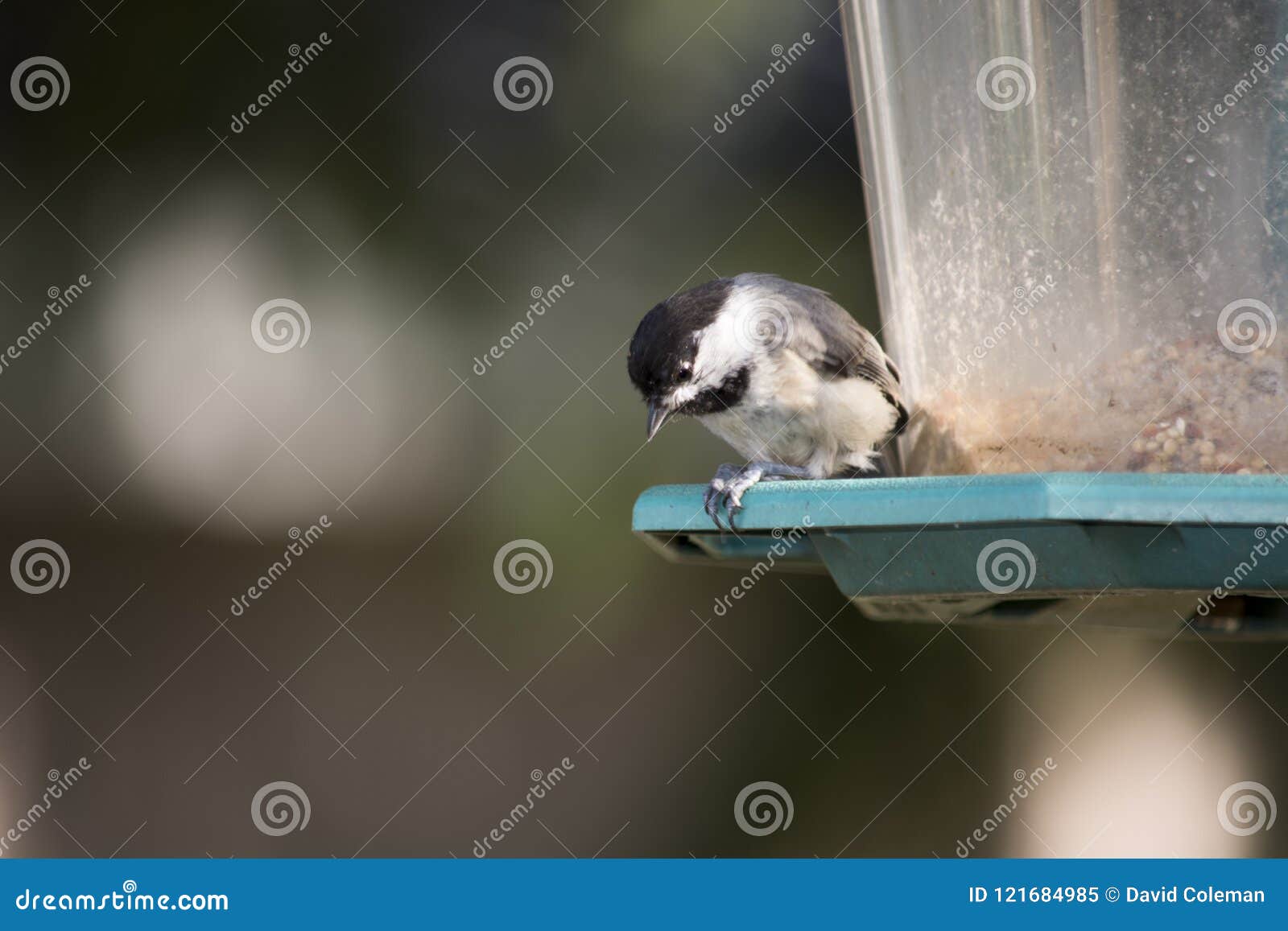 Black Capped Chick-a-dee on Feeder Stock Image - Image of beak, link ...