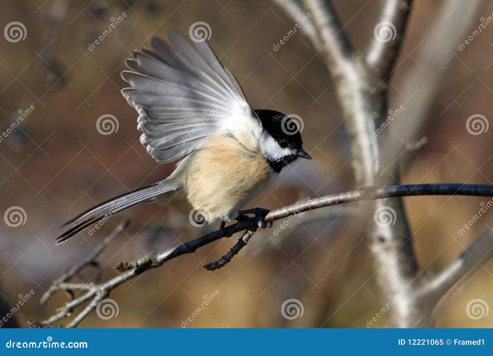 Black-capped Chickadee stock image. Image of hand, branch - 12221065
