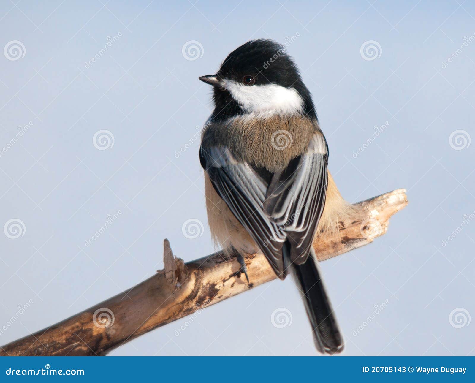 Black-capped Chickadee stock image. Image of wildlife - 20705143