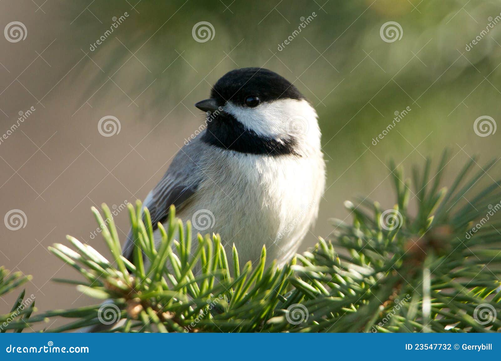 Black-capped Chickadee stock photo. Image of wildlife - 23547732