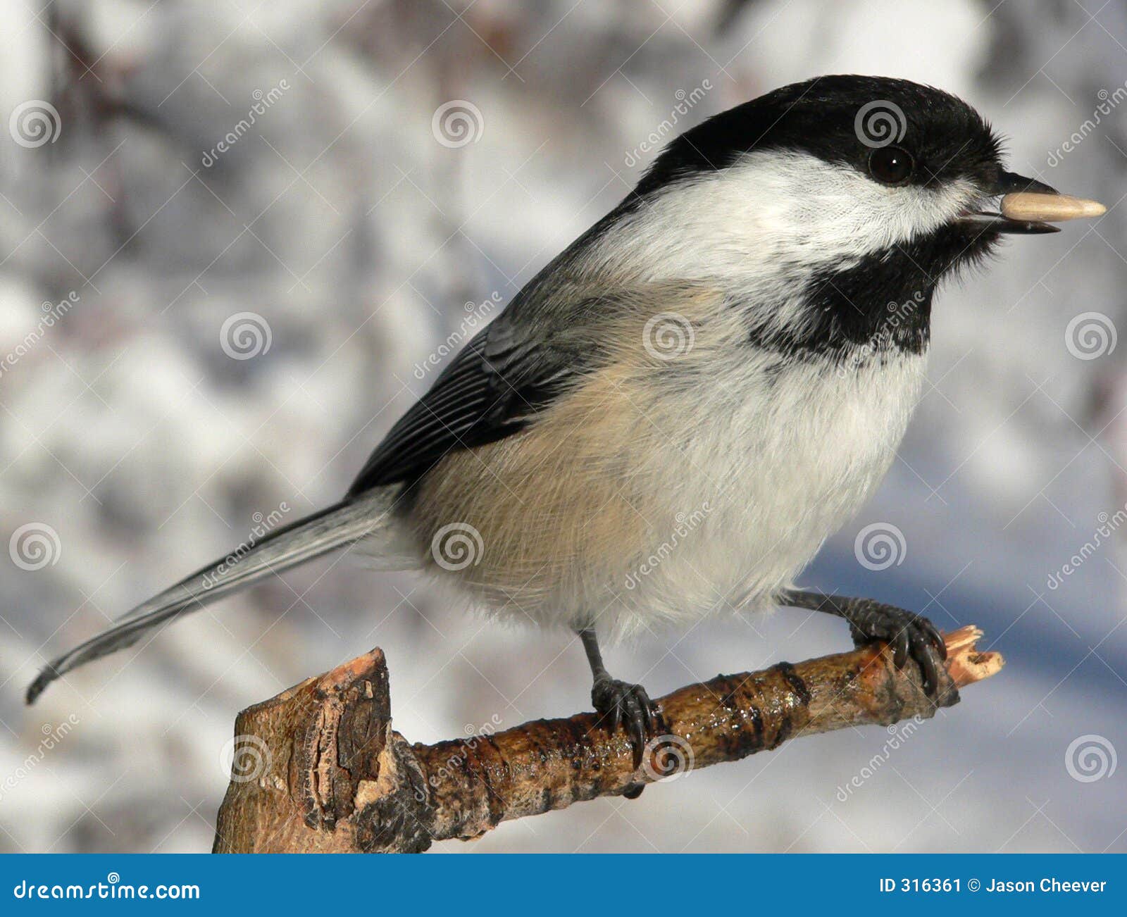 Black-capped Chickadee stock image. Image of poecile, calgary - 316361