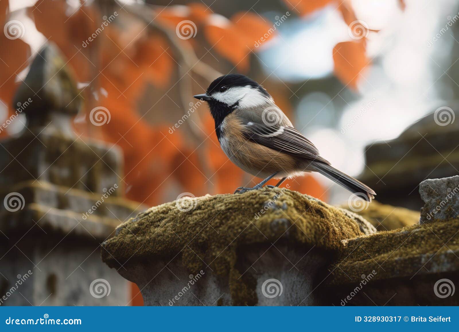 Black-capped Chickadee Bird Flying On Alpha Layer. Four Birds Of ...