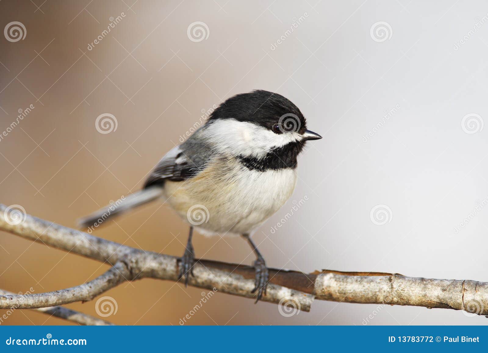 Black Capped Chickadee Bird Stock Photo - Image of autumn, feathers ...