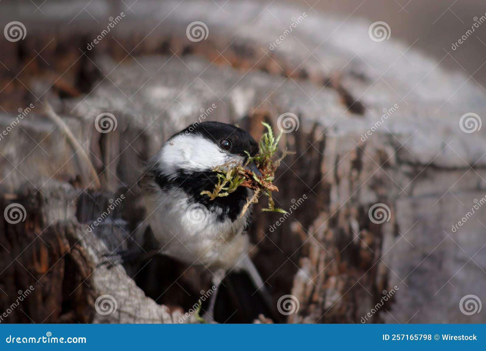 Black-capped Chickadee Bird with Moss in the Beak Nesting in a Stump ...
