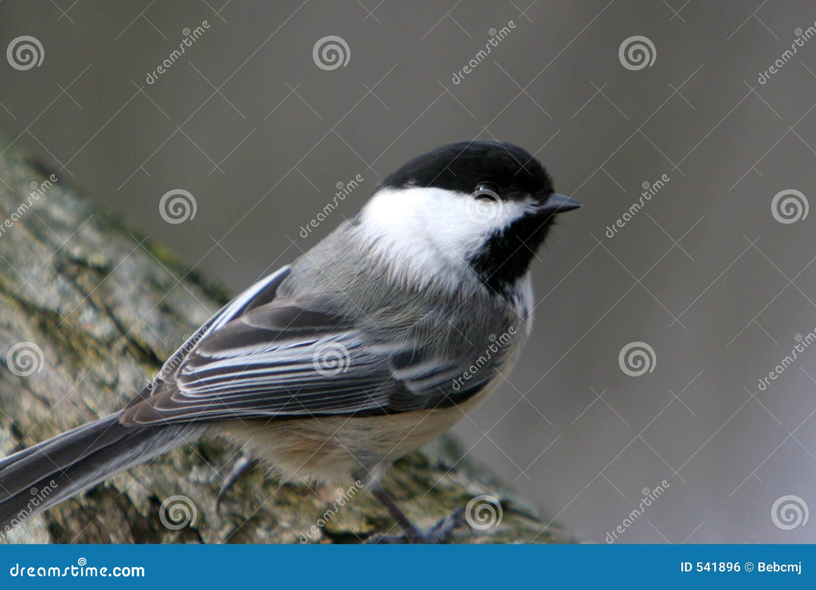 Black-Capped Chickadee Bird Perched on a Branch. Stock Photo - Image of ...