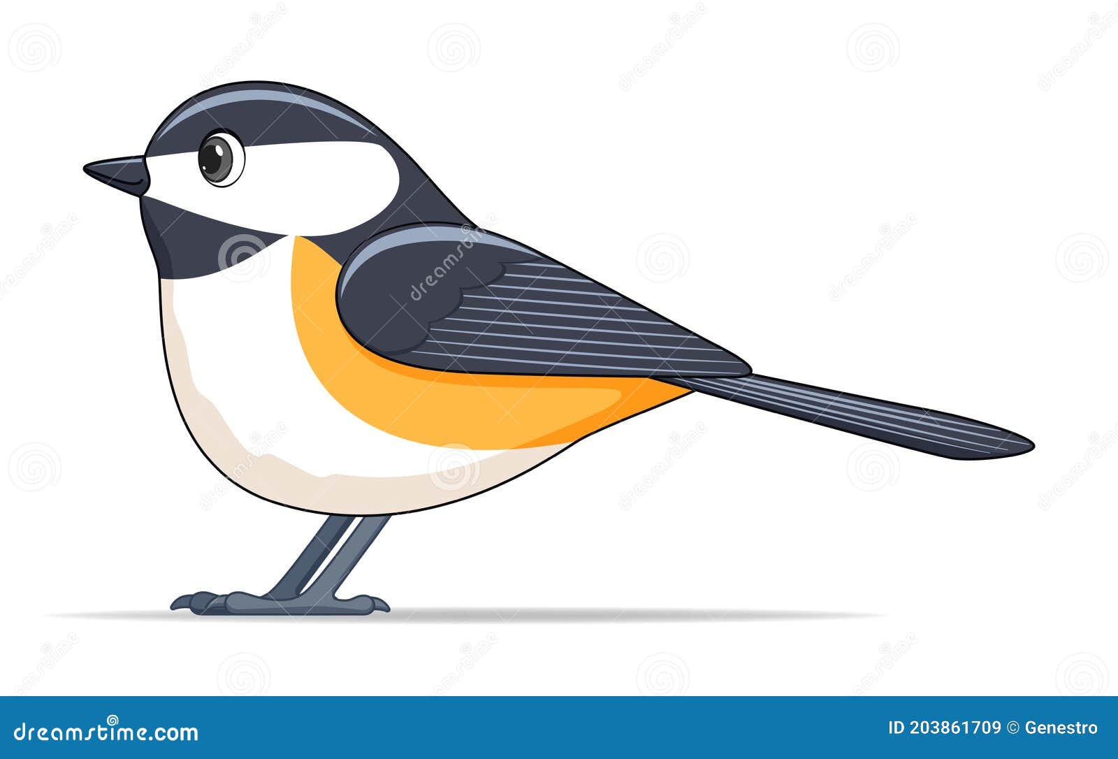 Black Capped Chickadee Bird on a White Background Stock Vector ...