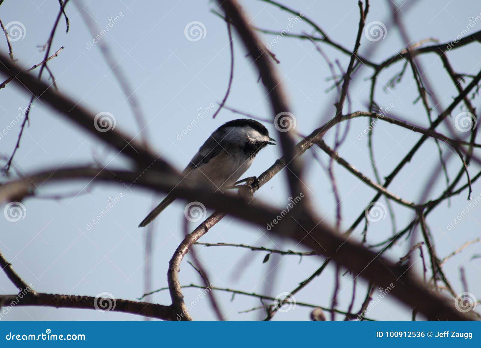 Black-Capped Chickadee stock photo. Image of feathers - 100912536
