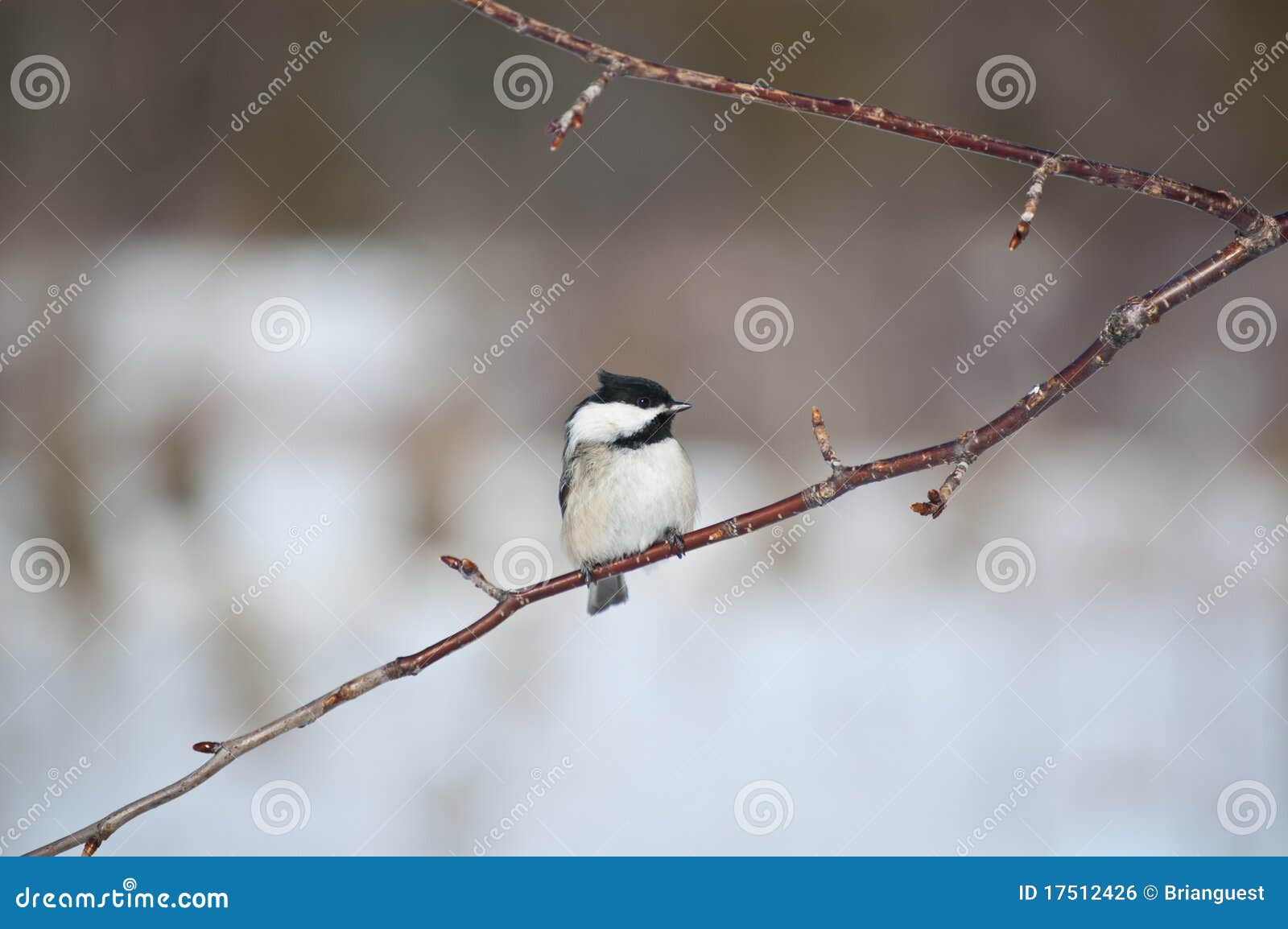 Black-capped Chickadee on a Branch Stock Photo - Image of chickadee ...