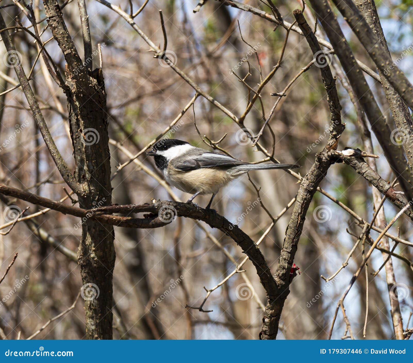 Black-capped Chickadee on a Branch Stock Photo - Image of southards ...