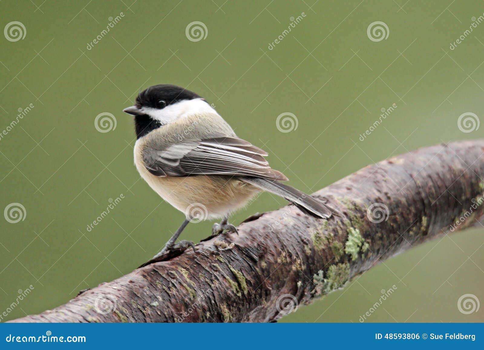 Black Capped Chickadee on a Branch Stock Photo - Image of paridae ...