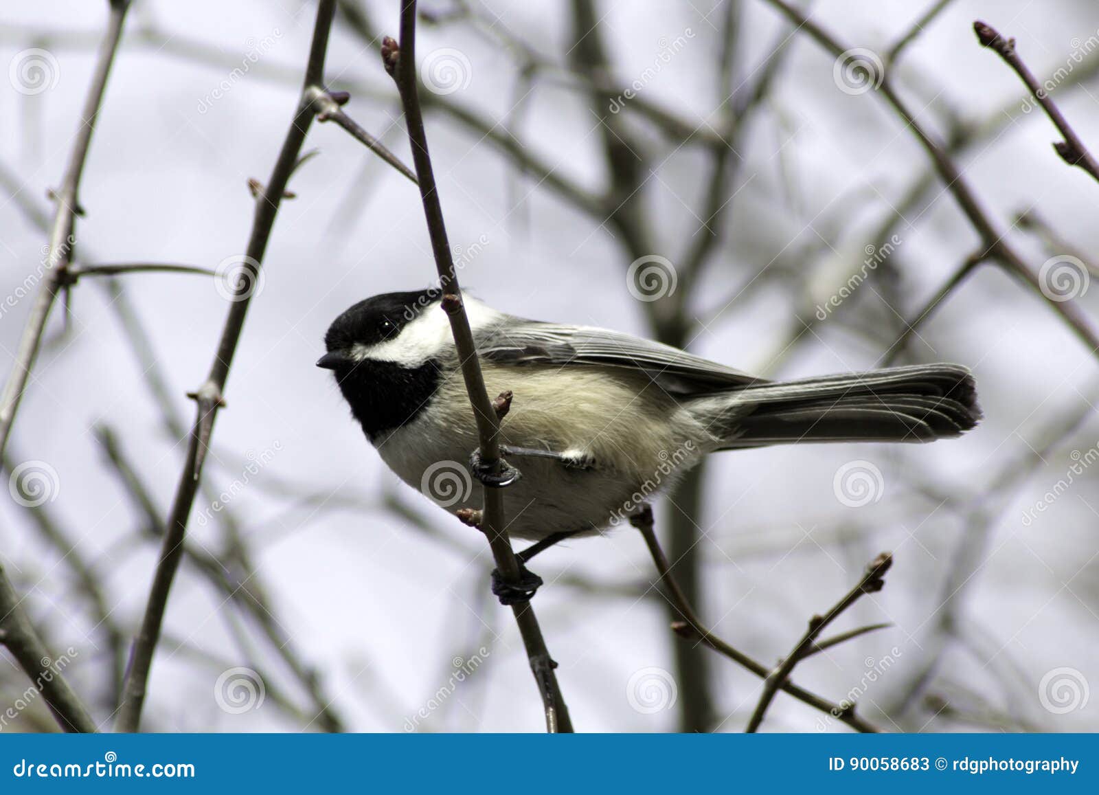 Black Capped Chickadee on Branch Stock Image - Image of chickadee ...