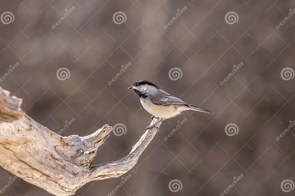 Black Capped Chickadee on a Branch in Spring Stock Photo - Image of ...