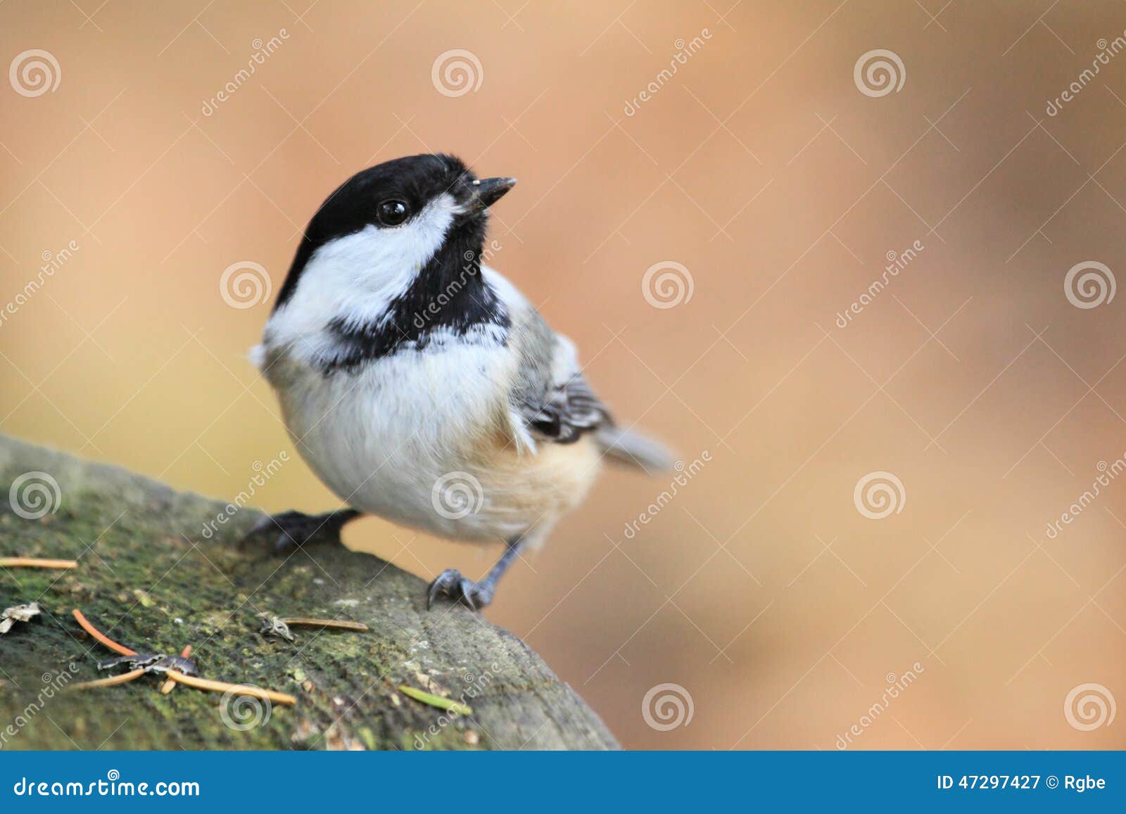Black capped chickadee stock image. Image of chickadee - 47297427