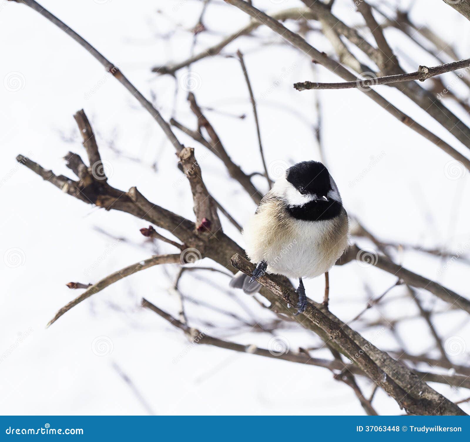 Black-Capped Chickadee stock photo. Image of cold, weather - 37063448