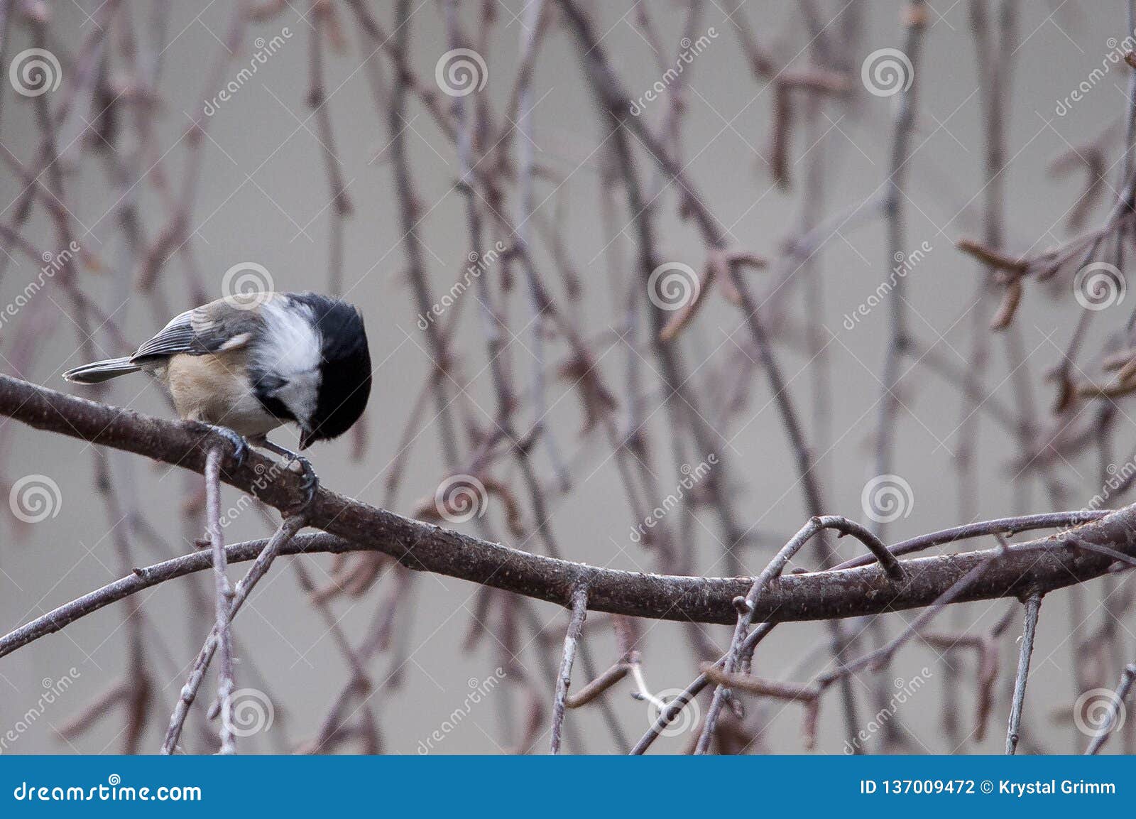 Black-capped Chickadee Eating on Branch Stock Photo - Image of ...