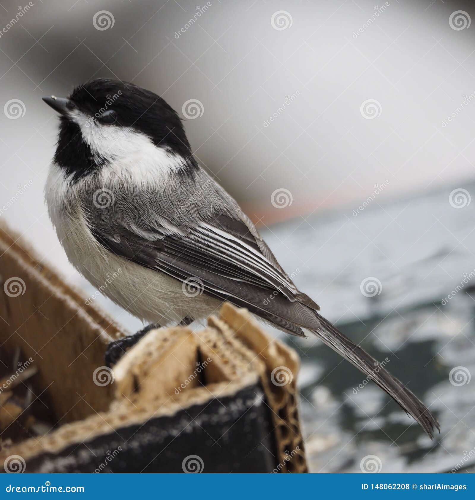 Black Capped Chickadee stock photo. Image of nature - 148062208