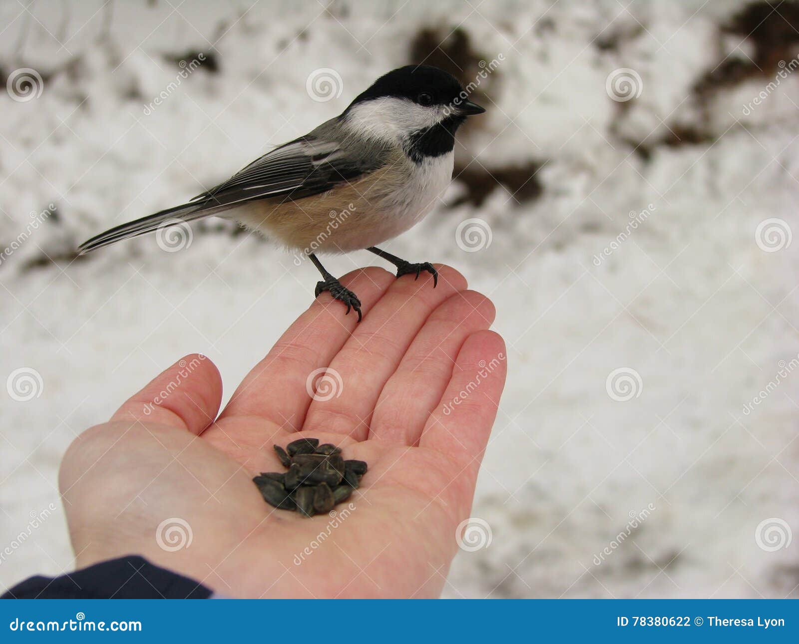 Black-capped Chickadee Feeding on a Hand Stock Photo - Image of nature ...