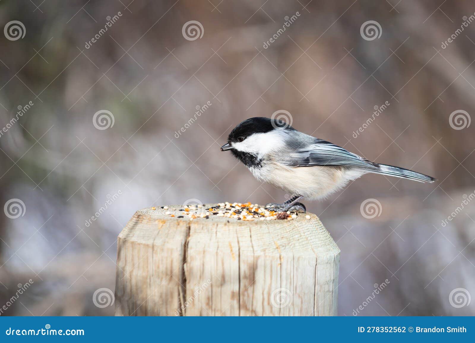 Black-Capped Chickadee stock photo. Image of blackcapped - 278352562