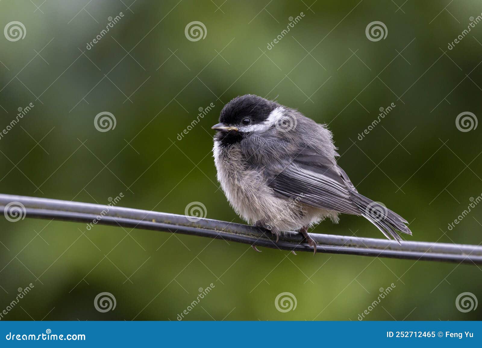 Black Capped Chickadee Fledgling Stock Image - Image of chick, canada ...