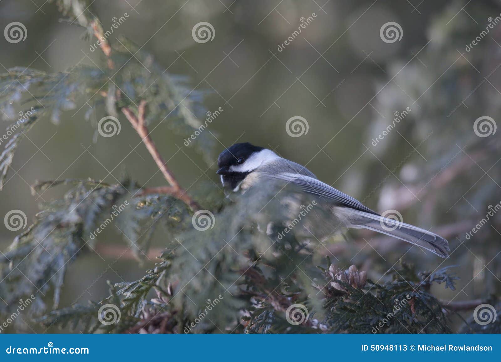 Black Capped Chickadee in Flight Stock Image - Image of songbird ...