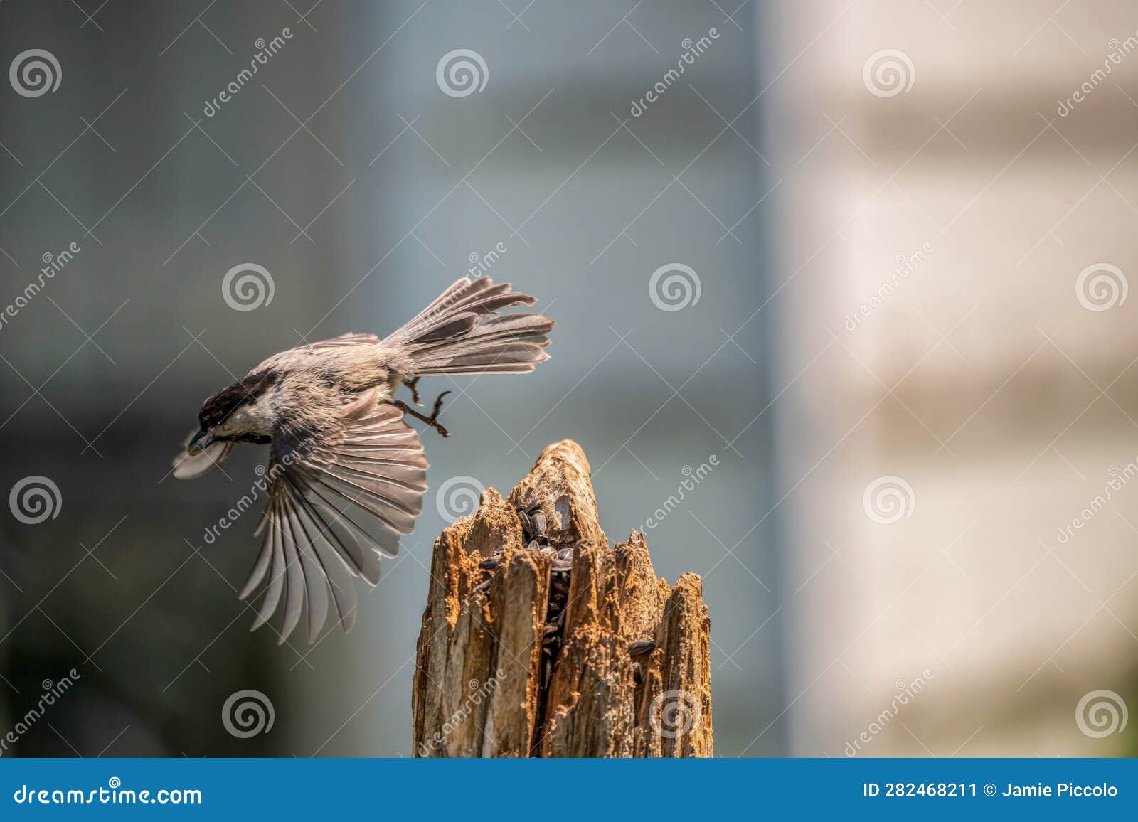 Black Capped Chickadee in Flight in Summer Stock Image - Image of ...