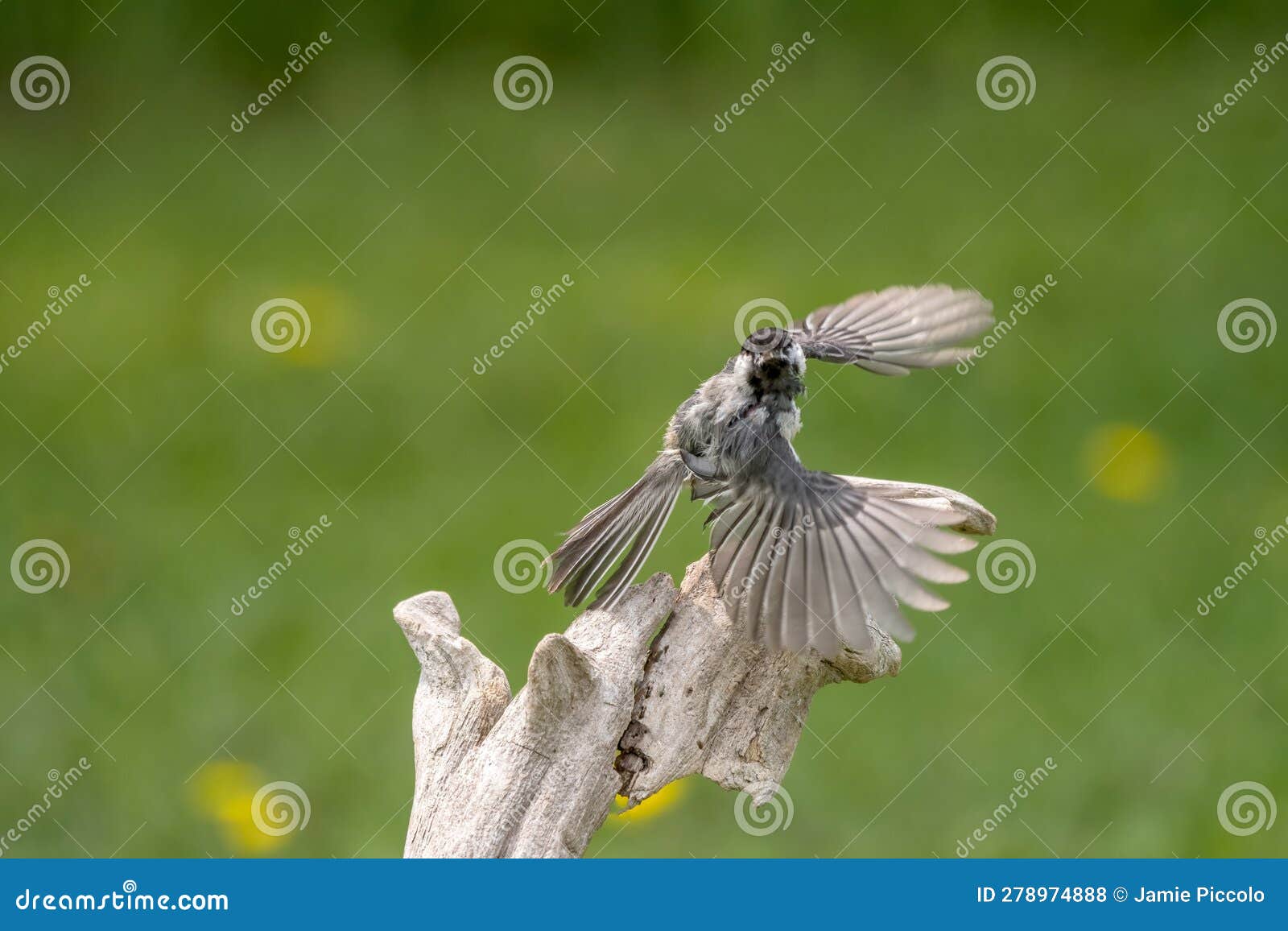 Black Capped Chickadee in Flight on Take Off Stock Photo - Image of ...