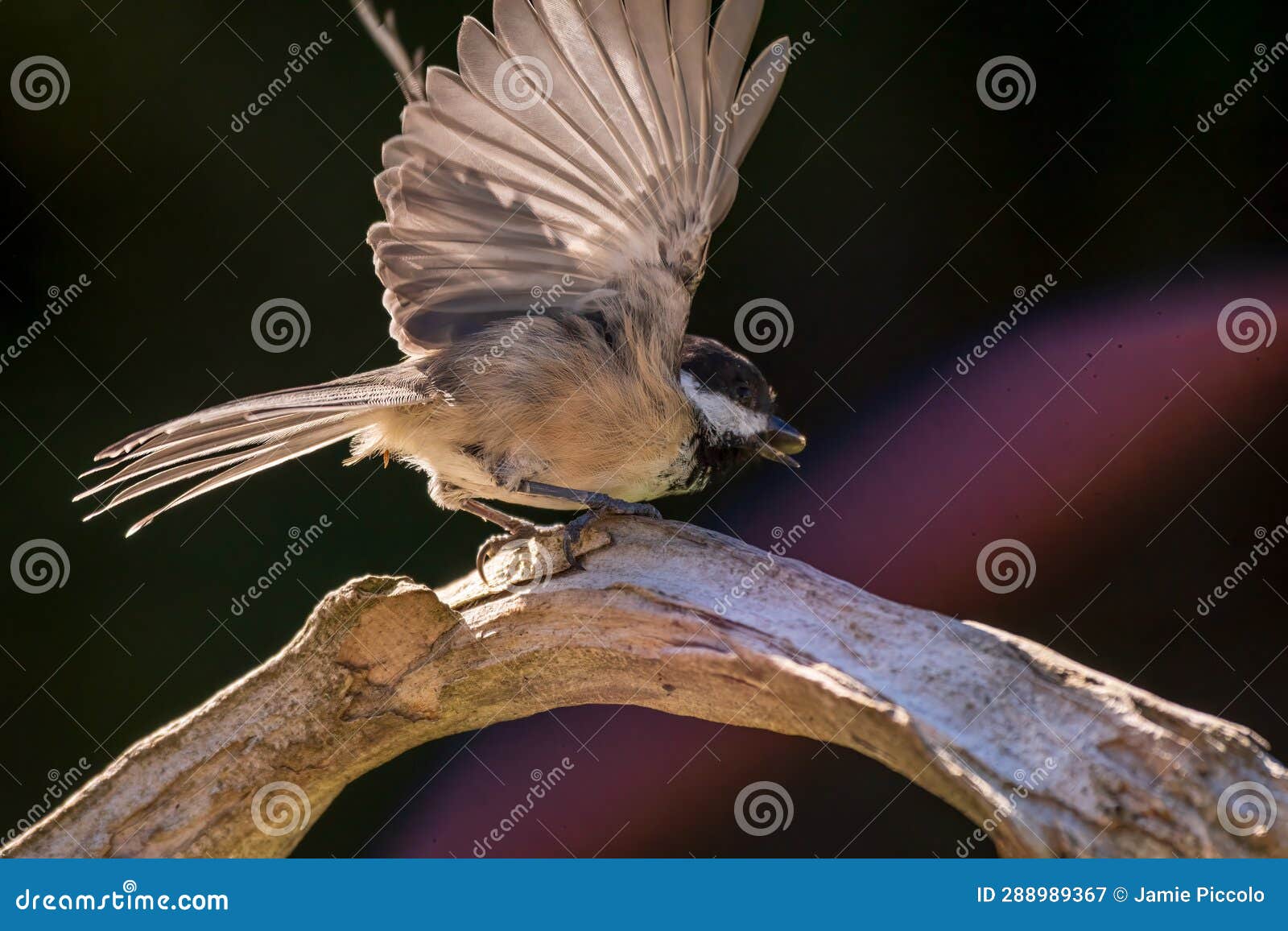 Black Capped Chickadee Flying Off Stock Image - Image of beak, wildlife ...