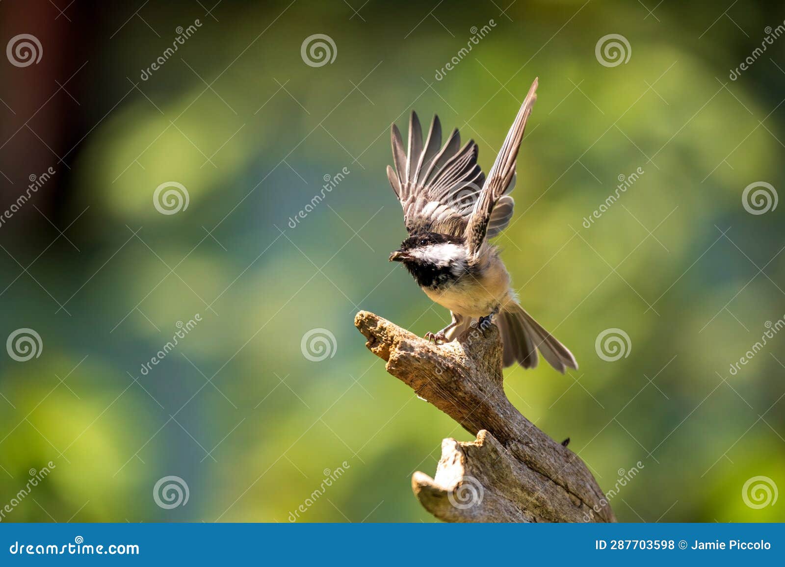 Black Capped Chickadee Flying Off Perch Stock Photo - Image of nature ...