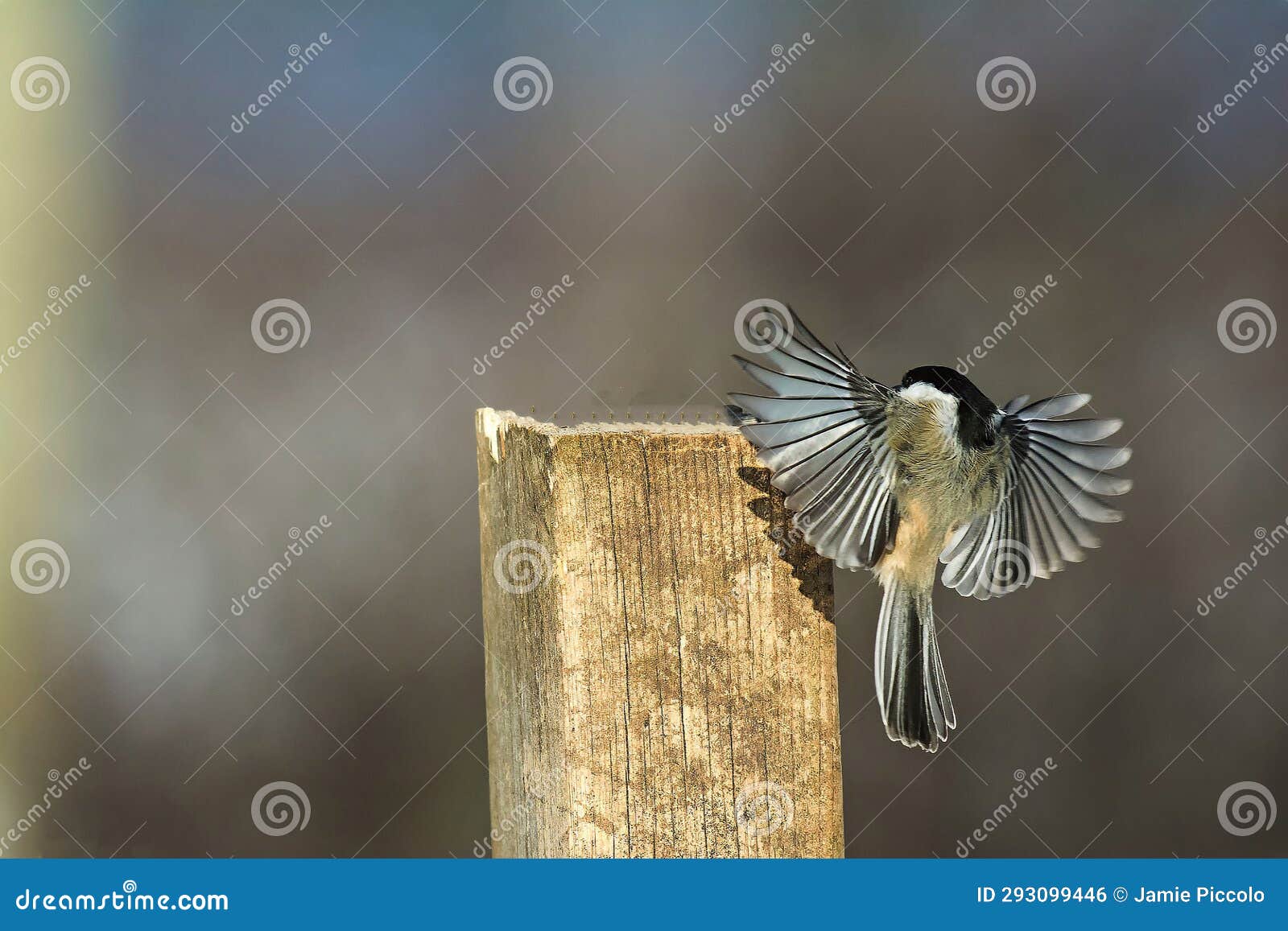 Black Capped Chickadee Flying To Post Stock Photo - Image of post ...