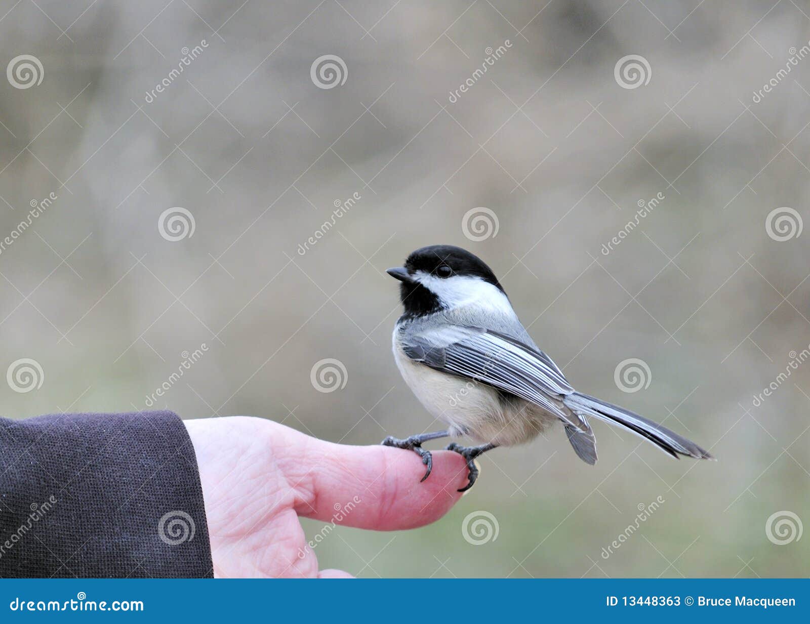 Black-capped Chickadee in Hand Stock Image - Image of perched ...