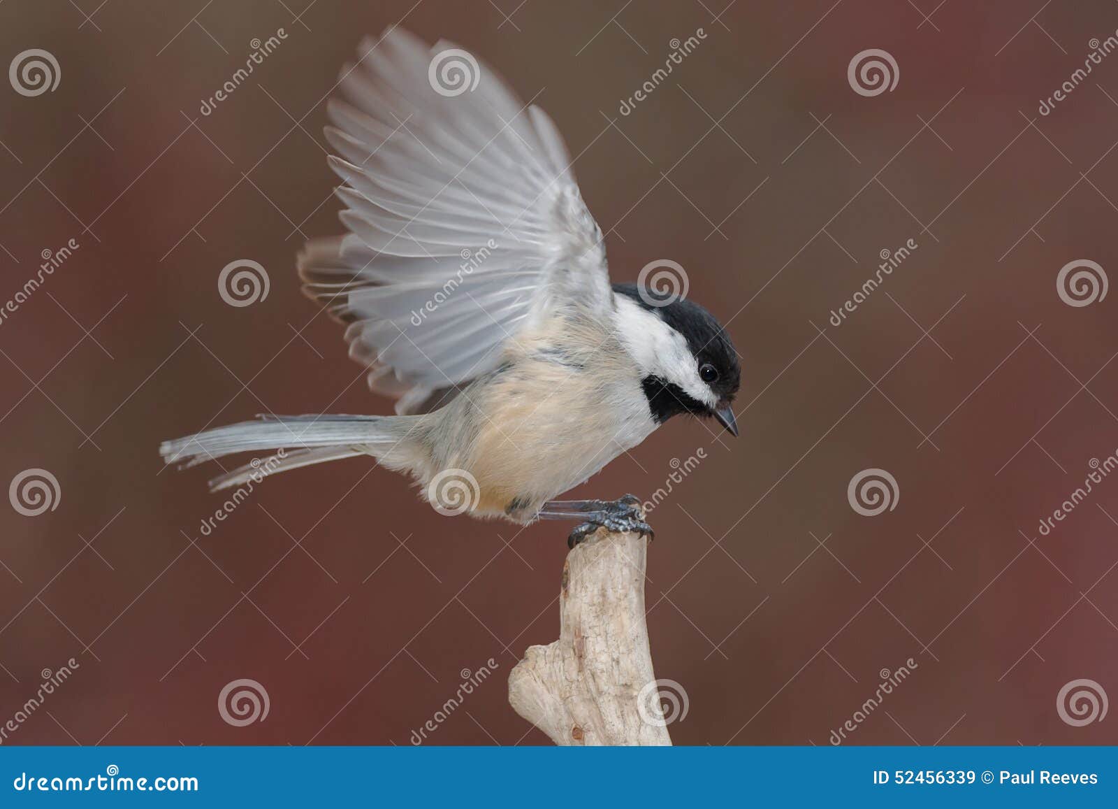 Black-capped Chickadee - Poecile Atricapillus Stock Image - Image of ...