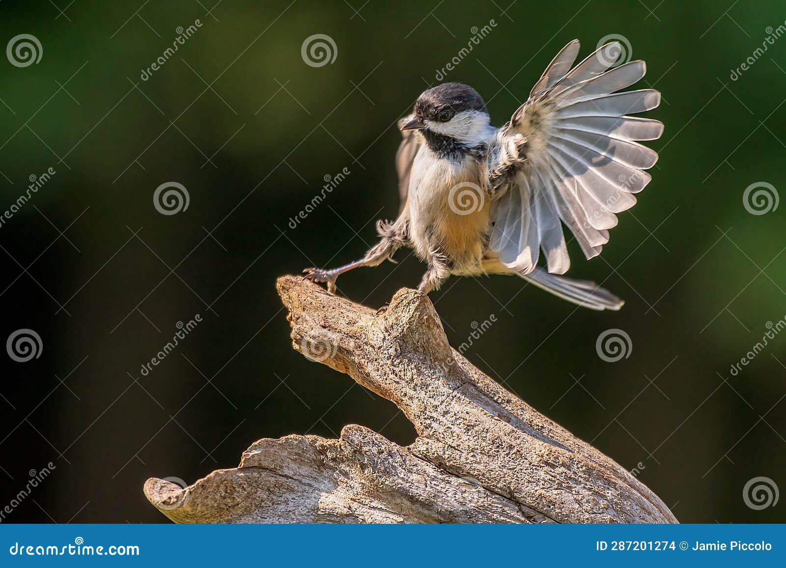 Black Capped Chickadee Landing on Perch Stock Photo - Image of wildlife ...