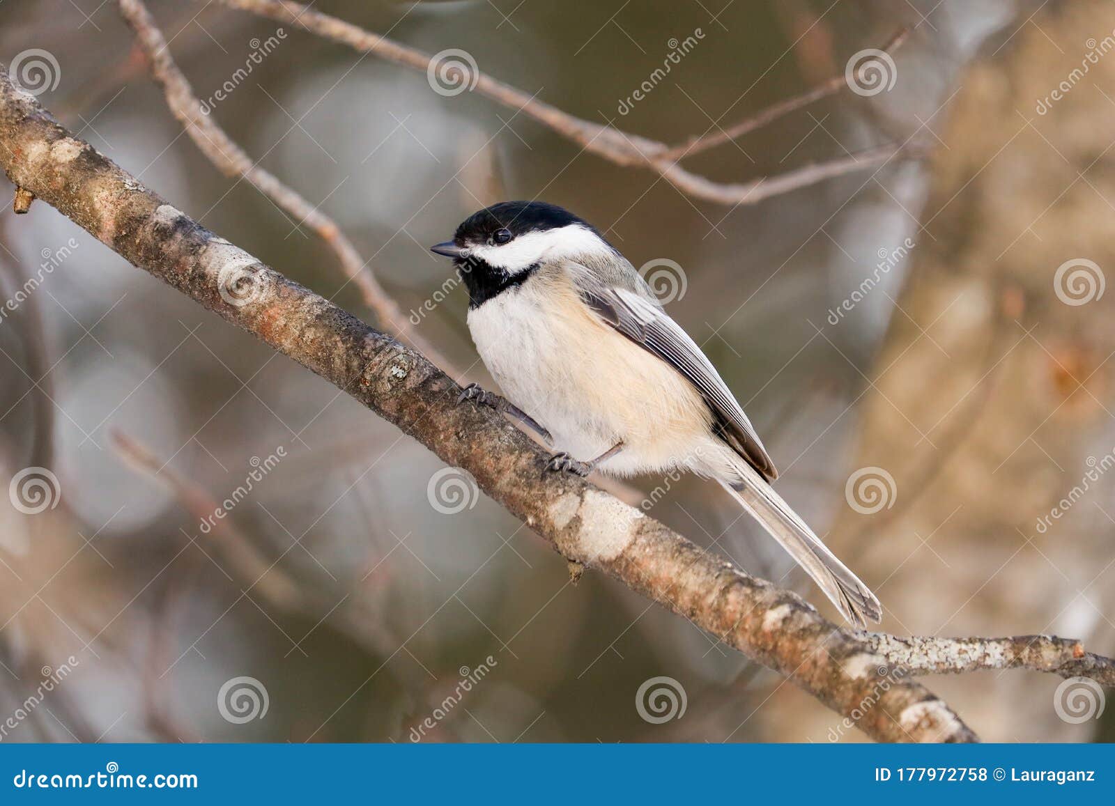 Black-capped Chickadee in Maine Stock Photo - Image of songbird, bird ...
