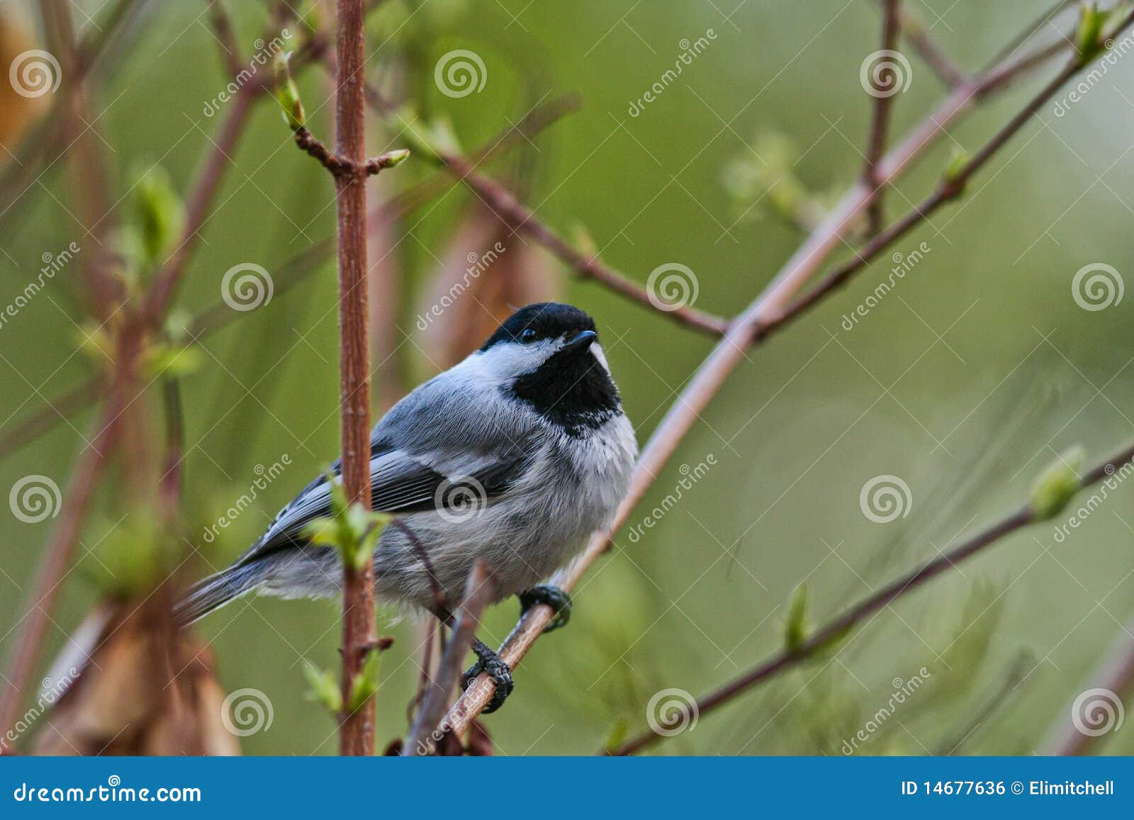 Black-capped Chickadee in a Maple Tree Stock Photo - Image of cute ...