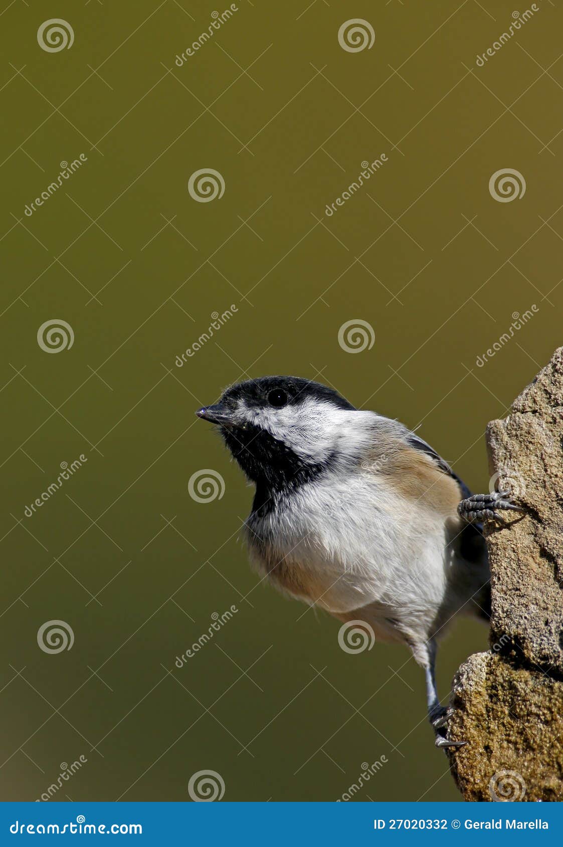 Black-capped Chickadee (Parus Atricapillus) Stock Photo - Image of ...