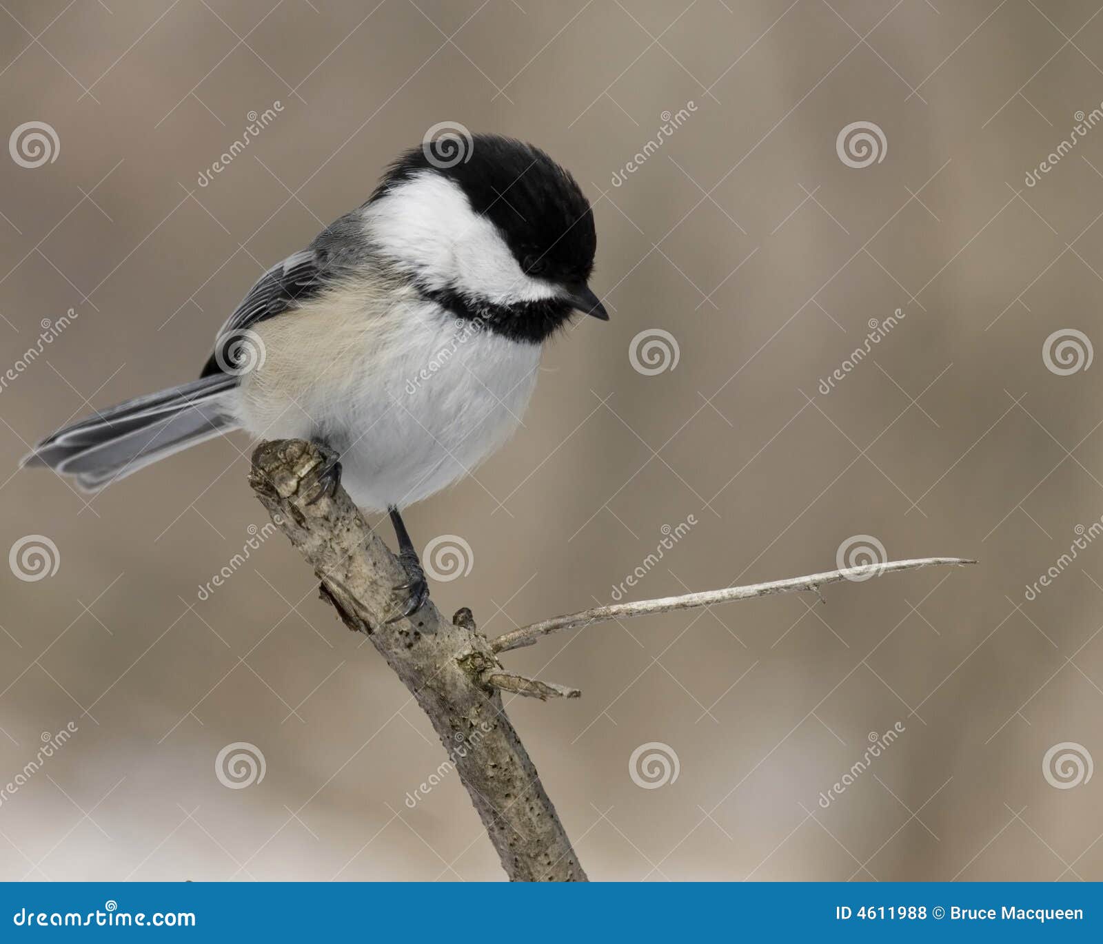 Black-capped Chickadee (Parus Atricapillus) Stock Photo - Image of ...