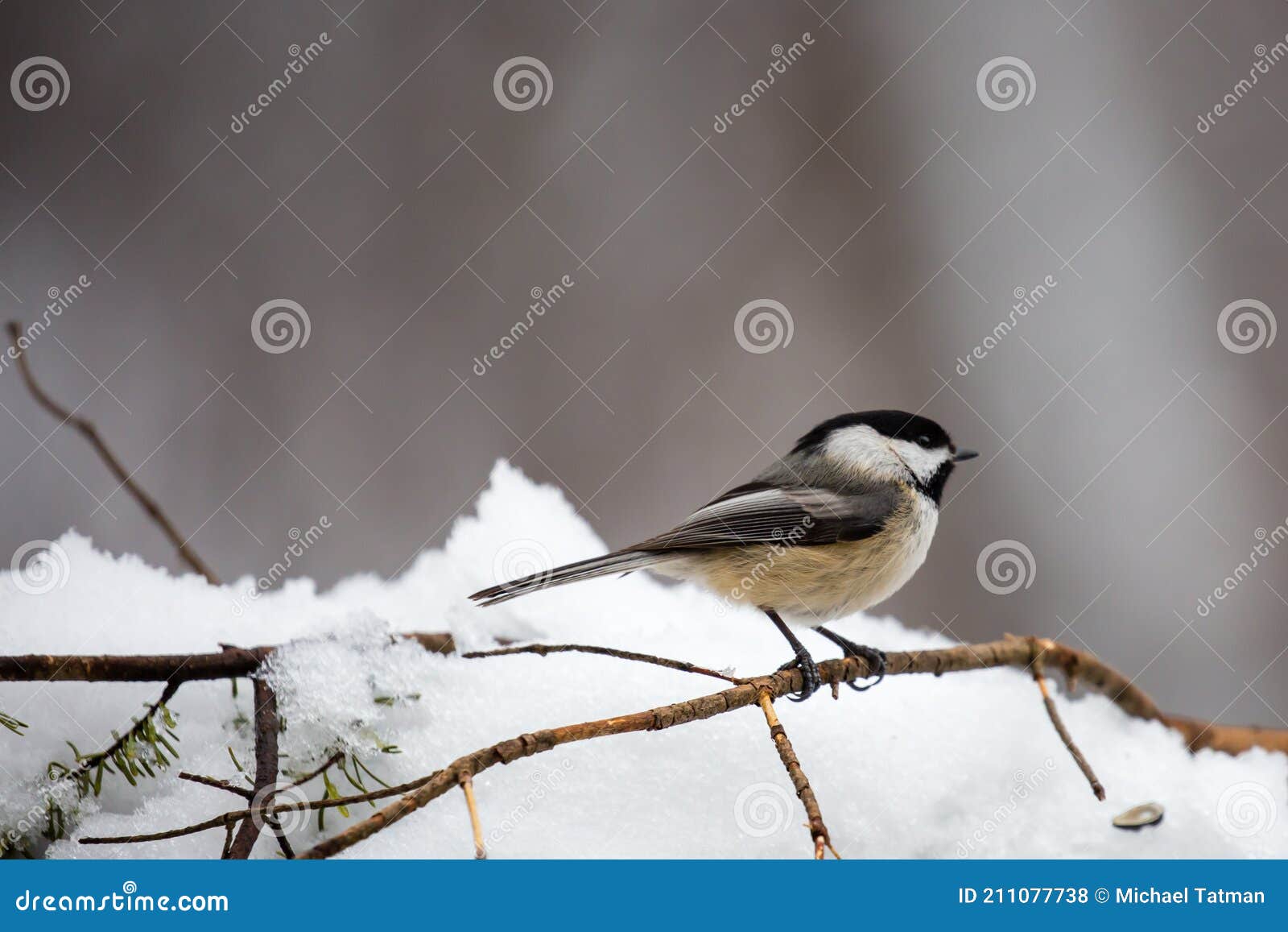 Black Capped Chickadee Parus Atricapillus Perched on a Pine Branch in ...