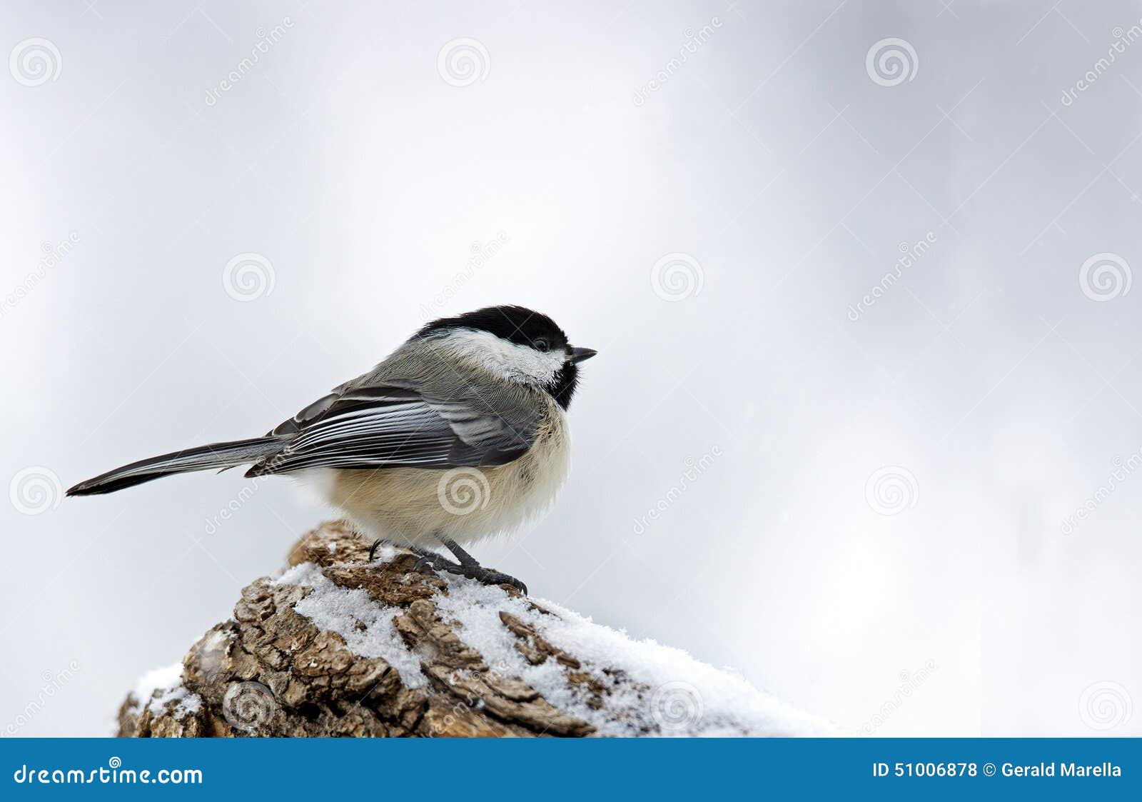 Black-capped Chickadee (Parus Atricapillus) Stock Photo - Image of tree ...