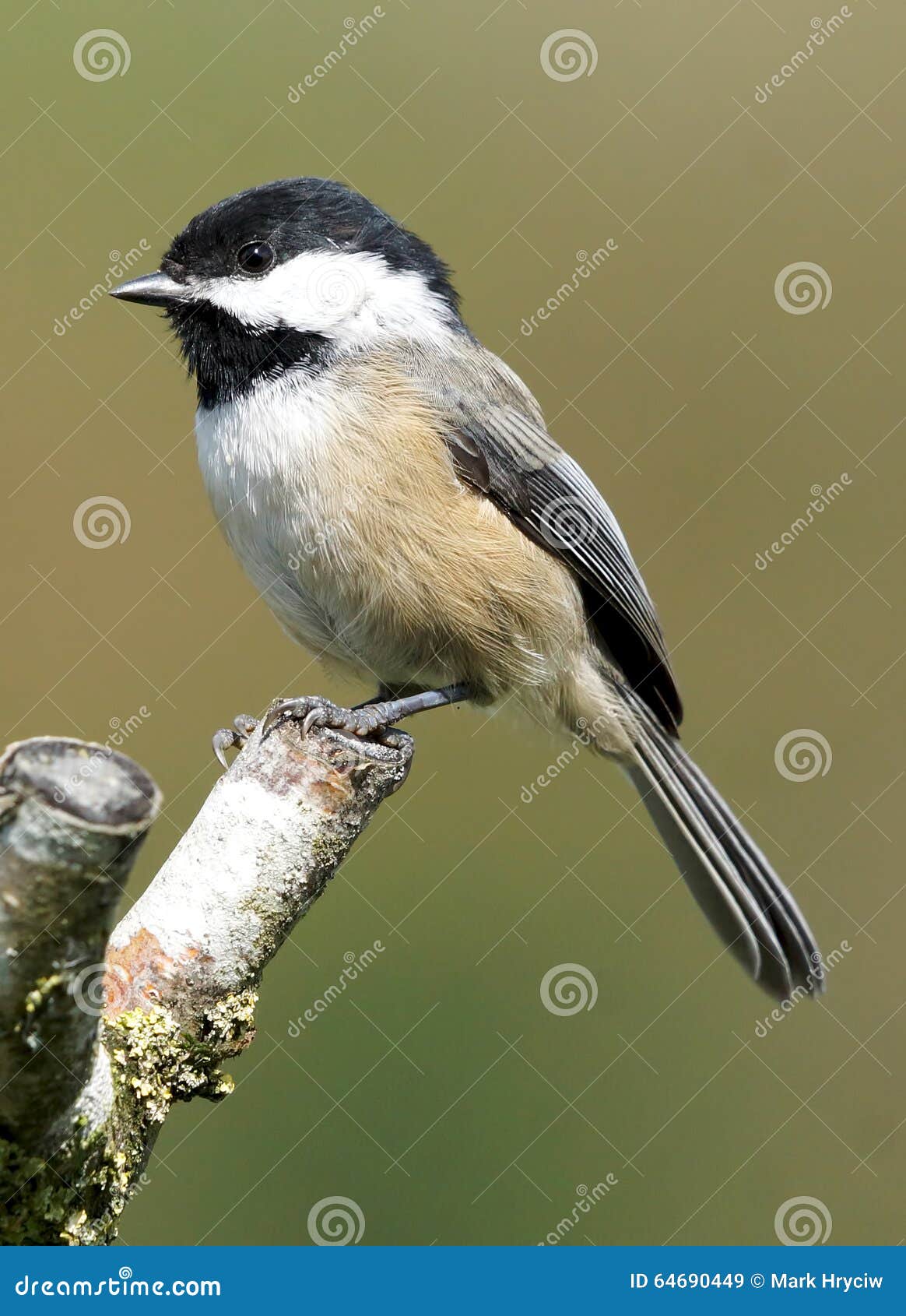 Black Capped Chickadee - Parus Atricapillus Stock Image - Image of ...
