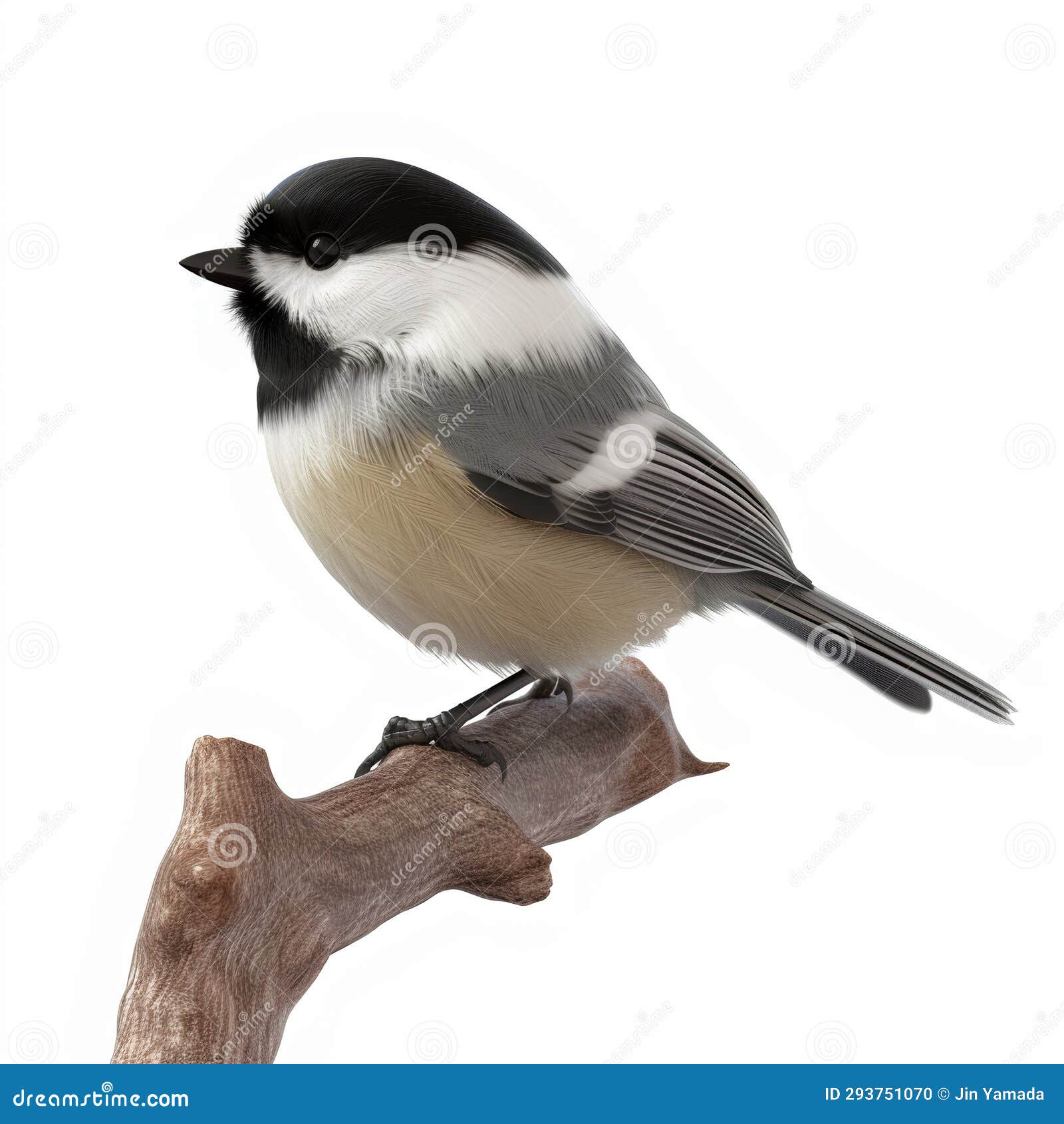 Black-capped Chickadee, Parus Major, Single Bird on Branch, 3D ...