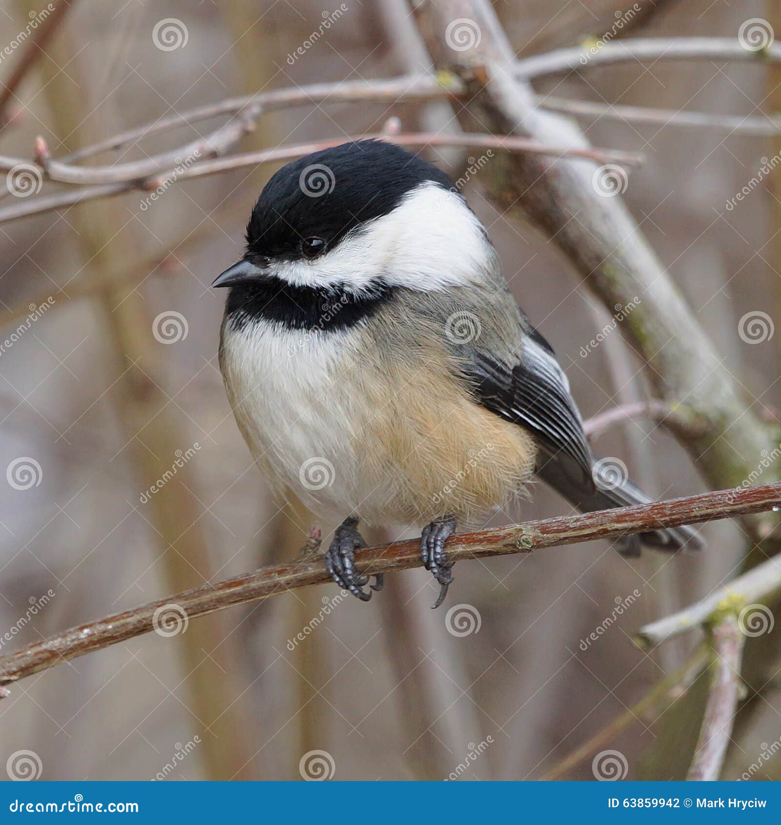 Black-capped Chickadee - Poecile Atricapillus Stock Photo - Image of ...