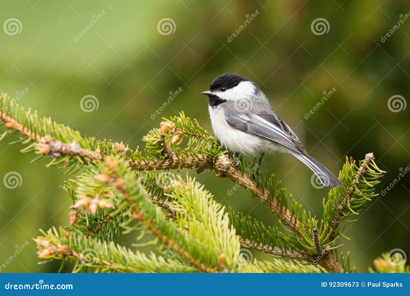 Black-capped Chickadee stock image. Image of feather - 92309673