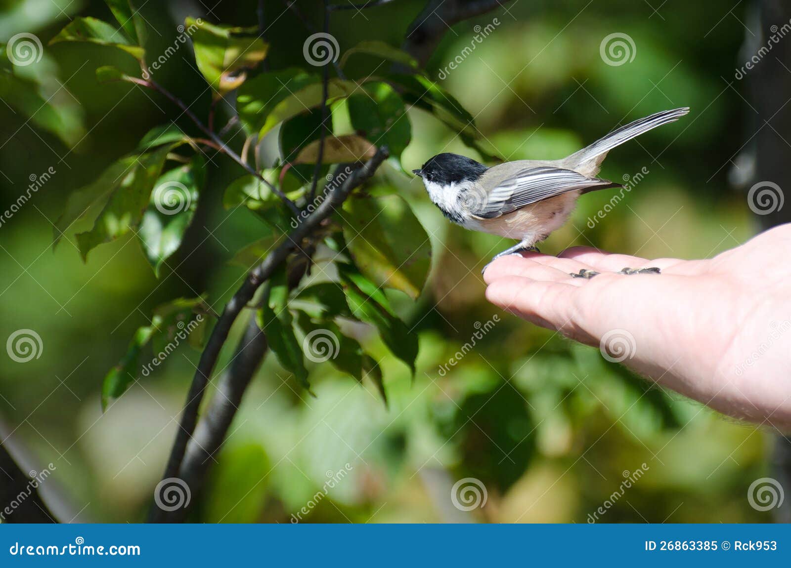 Black-Capped Chickadee Perched on a Hand Stock Image - Image of bird ...